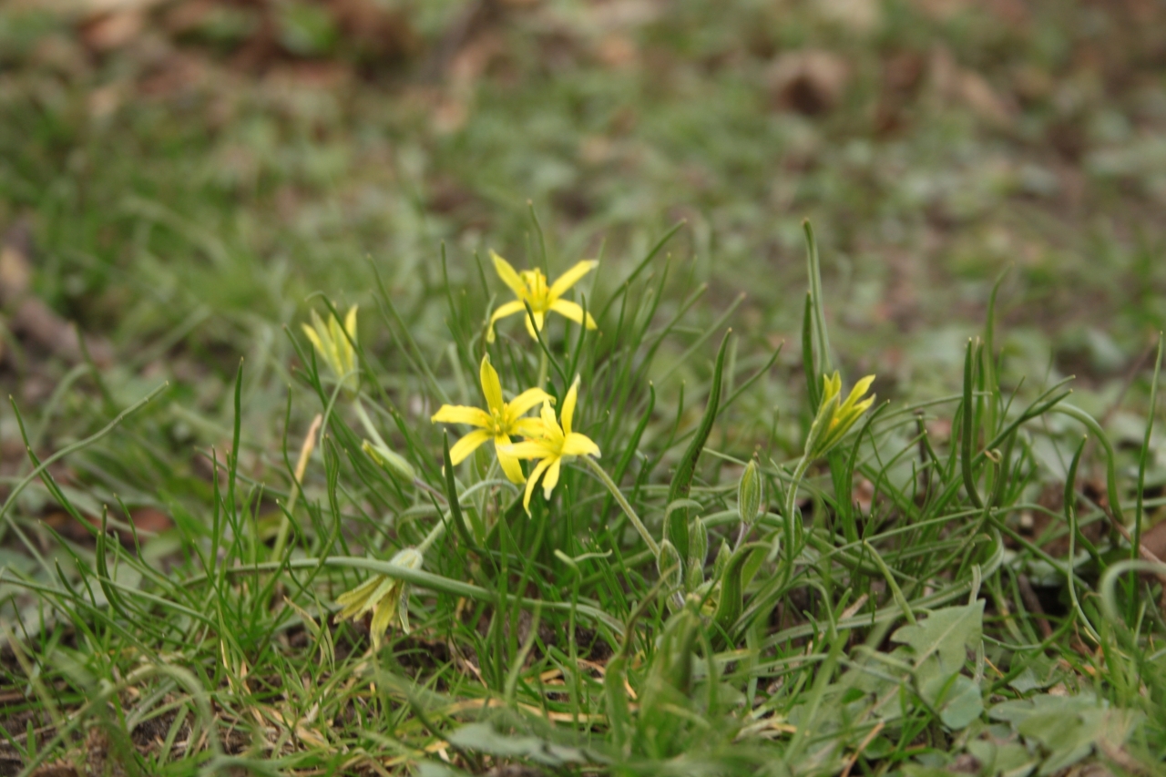 IJsselhoeven is op zoek naar de geelster » Regiobode