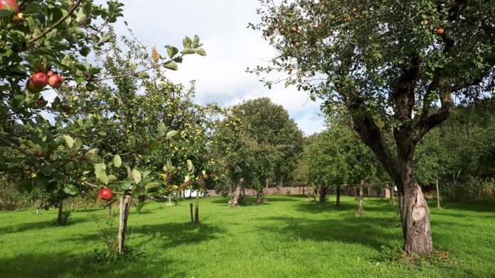 Open boomgaard Ulenpas Hoog-Keppel » Regiobode
