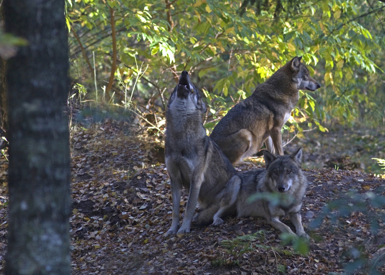 Wolven op de Veluwe » Regiobode