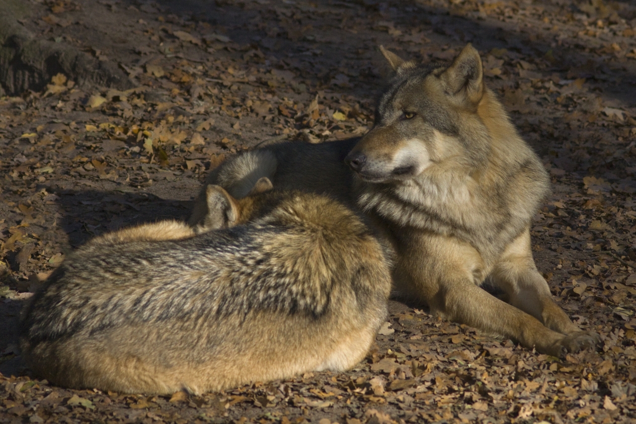 Alles leren over de wolf » Regiobode
