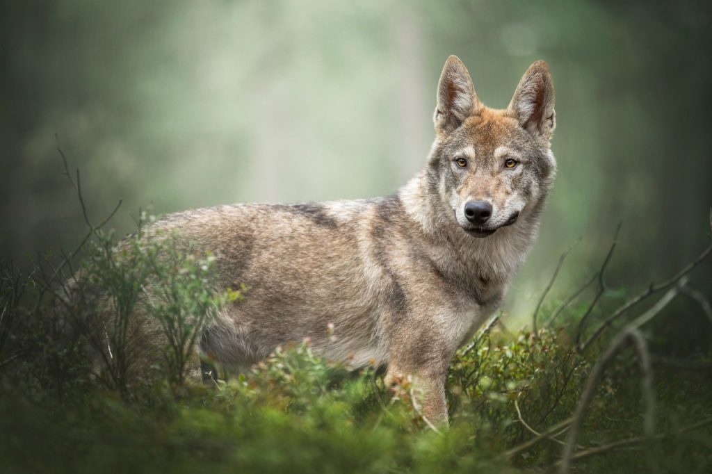 Leren leven met de wolf » Regiobode