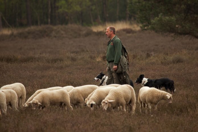 Op bezoek bij de herder in Loenen » Regiobode