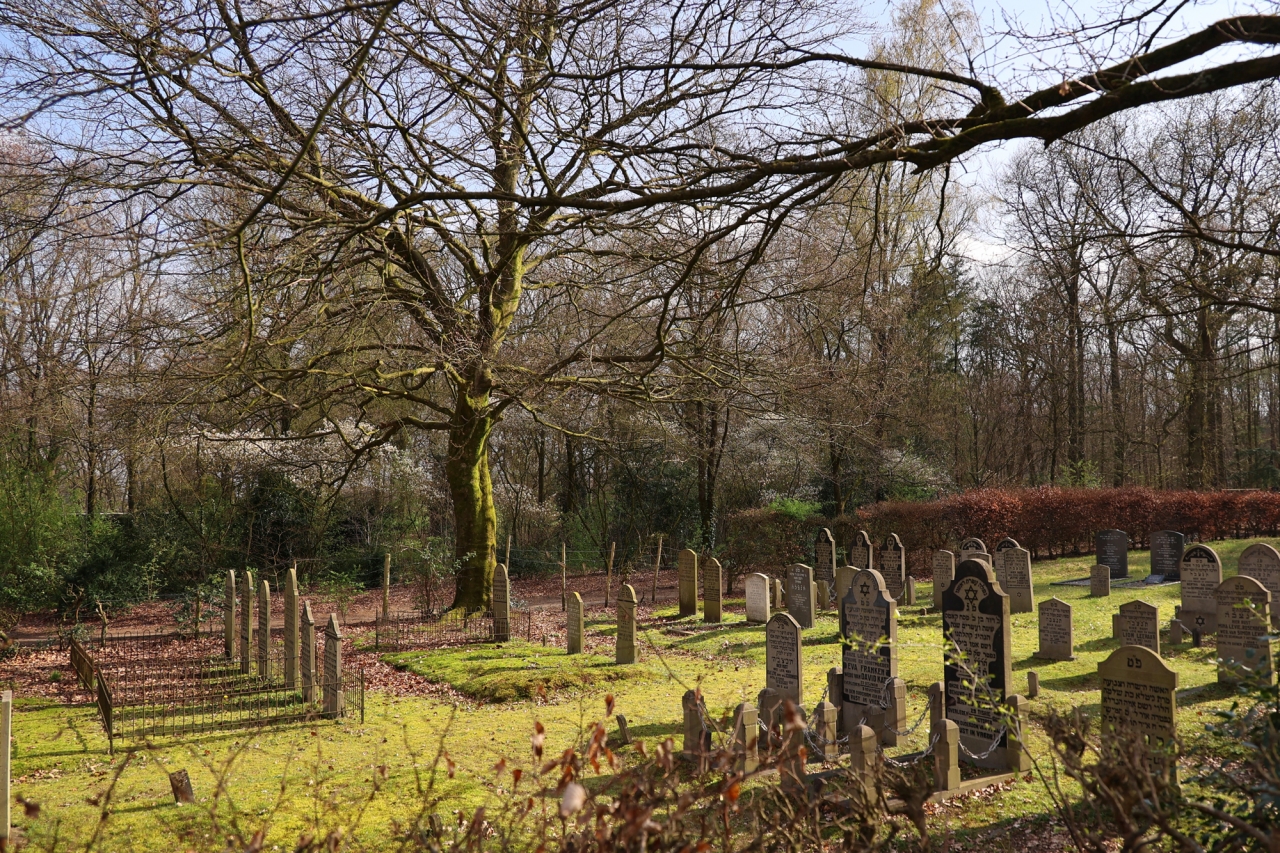 Buurtbewoners tegen kap rode beuk » Regiobode