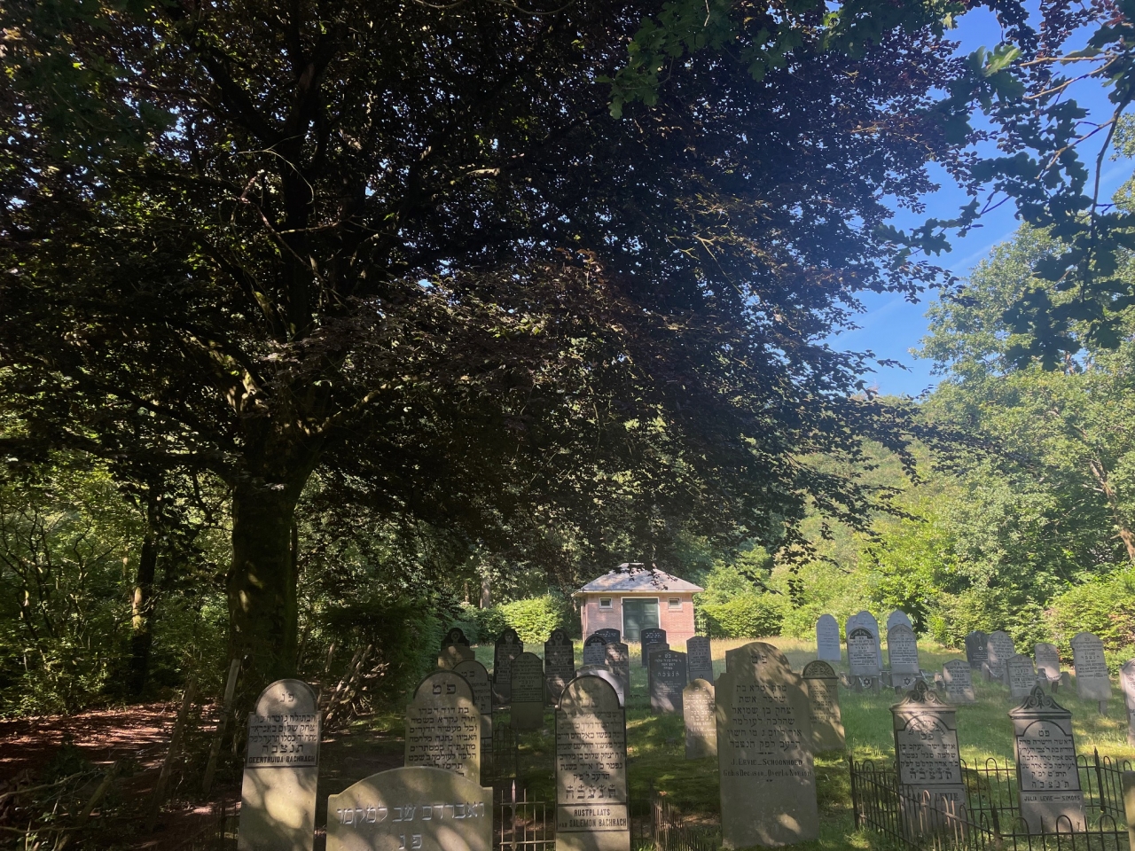 Rode beuk op begraafplaats mag blijven » Regiobode