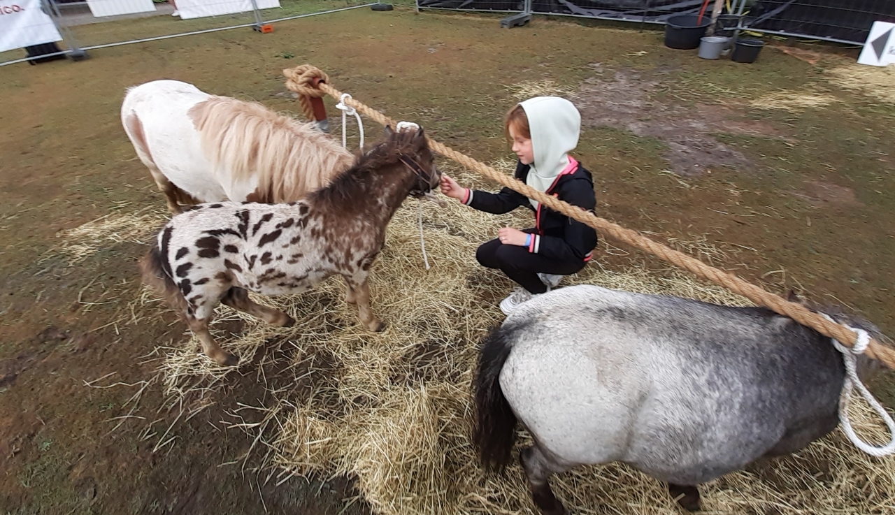 Pony’s, jaarmarkt en muziek op Loense Moandag » Regiobode
