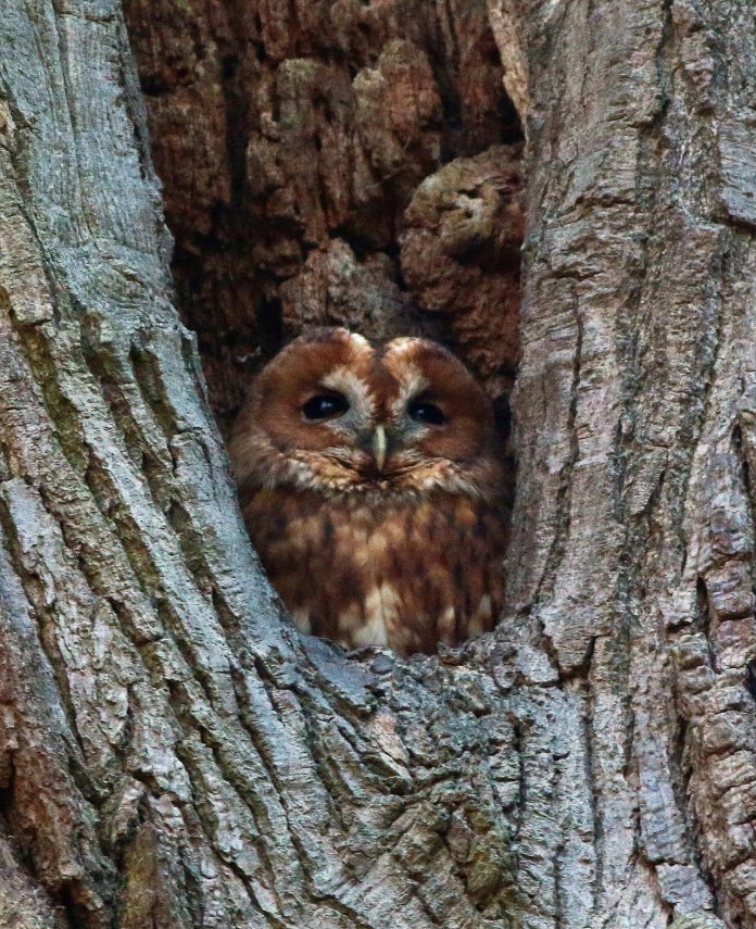 Ontdek het leven van uilen » Regiobode