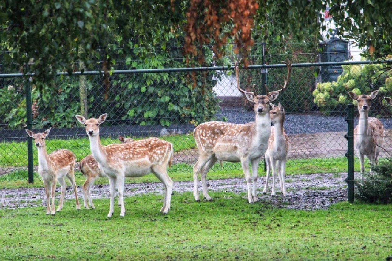 Hertenweitje in Loenens Henk Marsman Plantsoen mag blijven » Regiobode