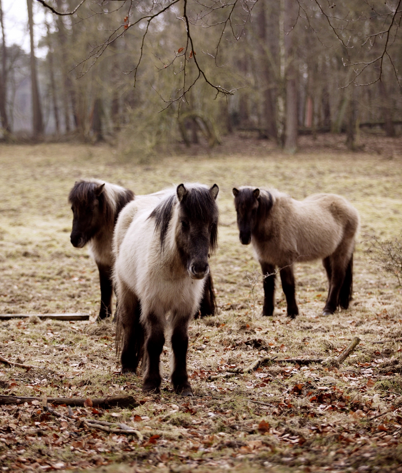 Op zoek naar de IJslandse paarden » Regiobode