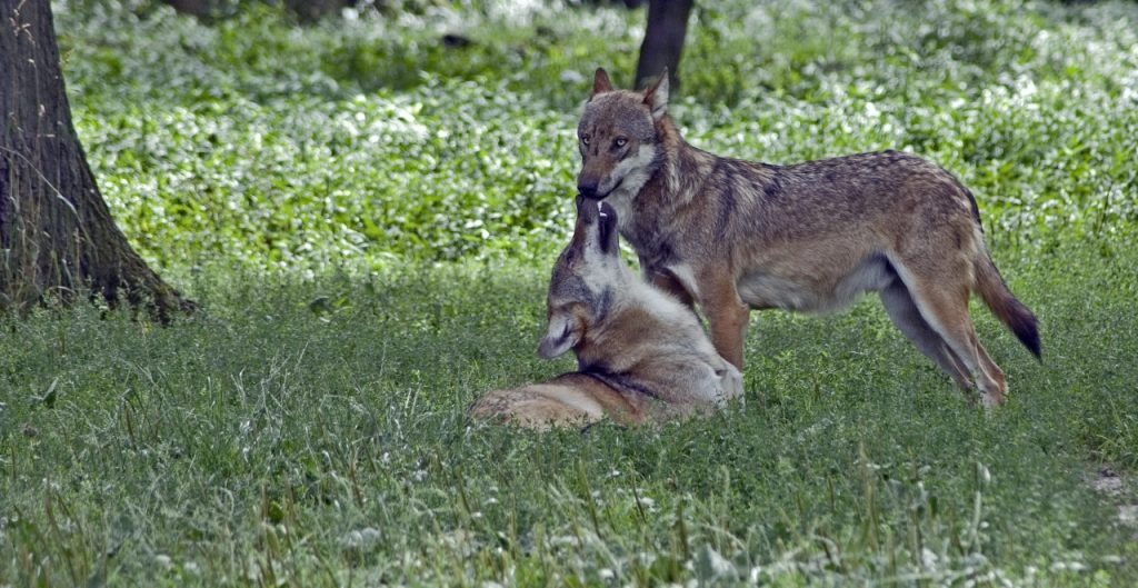 Excursie over de wolf » Regiobode