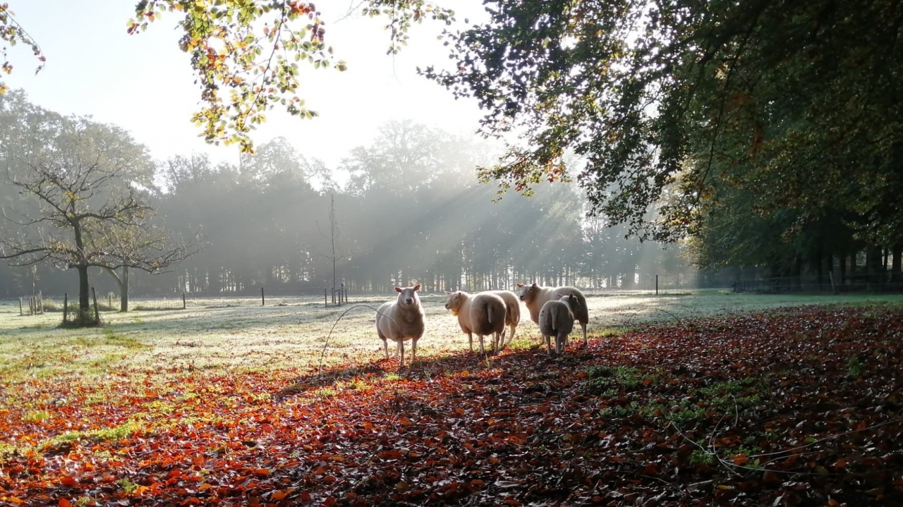 Vier dode schapen bij Middachten. Jachtopzichter verdenkt wolf » Regiobode