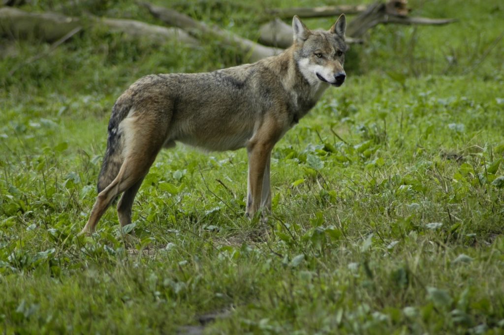 Wolven op de Veluwe » Regiobode