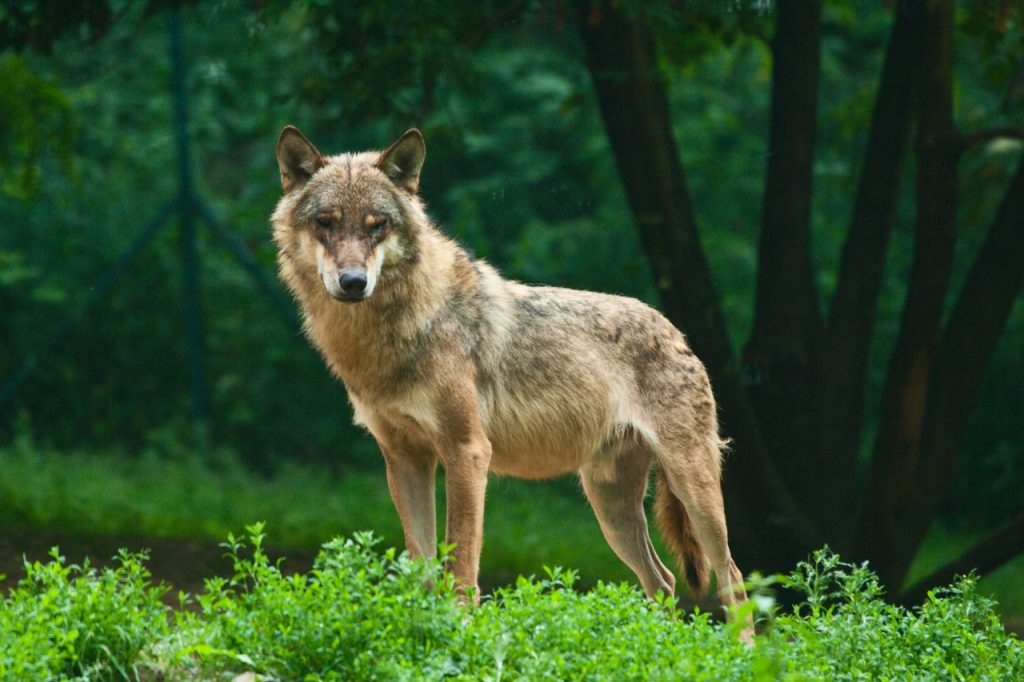 Ik vind: Geneuzel over wolven » Regiobode