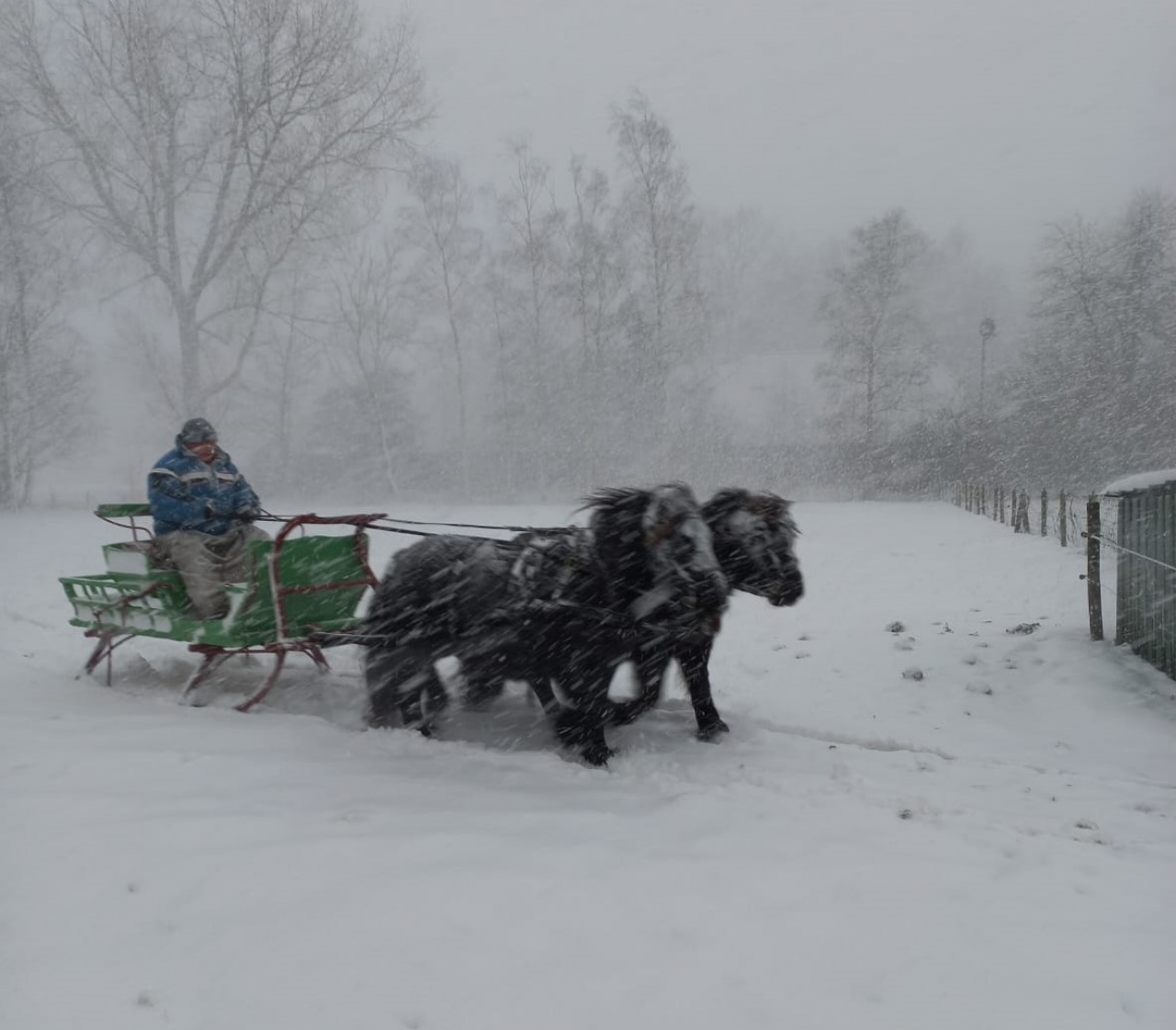 Met arrenslee en pony’s door bar winterweer » Regiobode