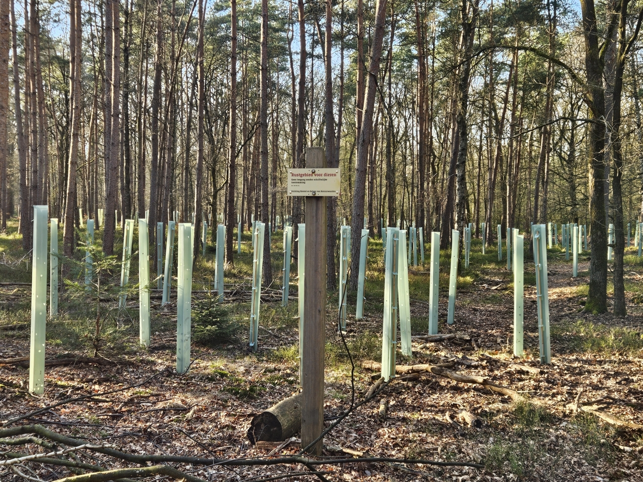 Plastic kokers tegen wildvraat zorgen voor discussie in Loense bossen ...