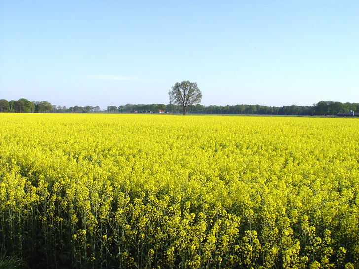 koolzaad steeds populairder bij boeren » Salland Centraal