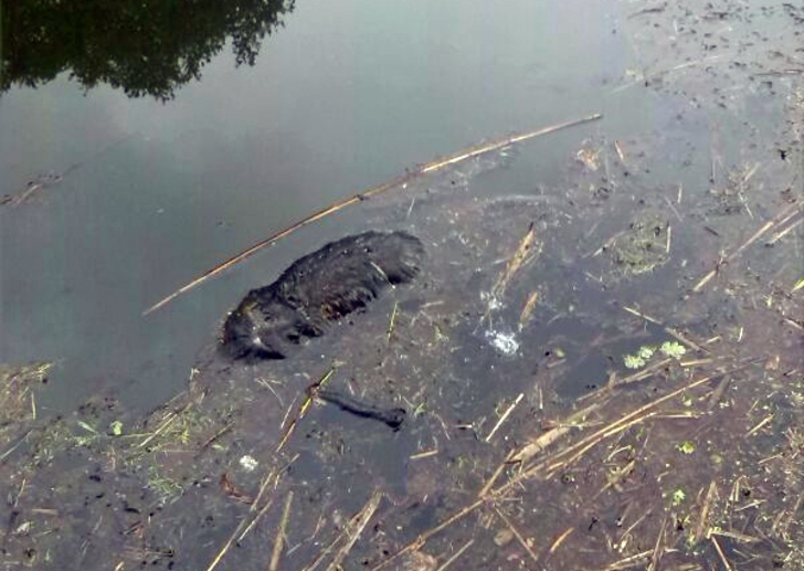dode hond in kanaal blijkt kat » Salland Centraal