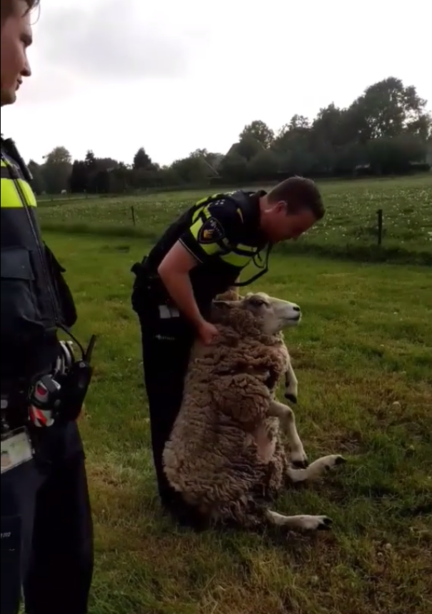 politie rijssen geeft het goede voorbeeld schaap op de rug zet hem ...