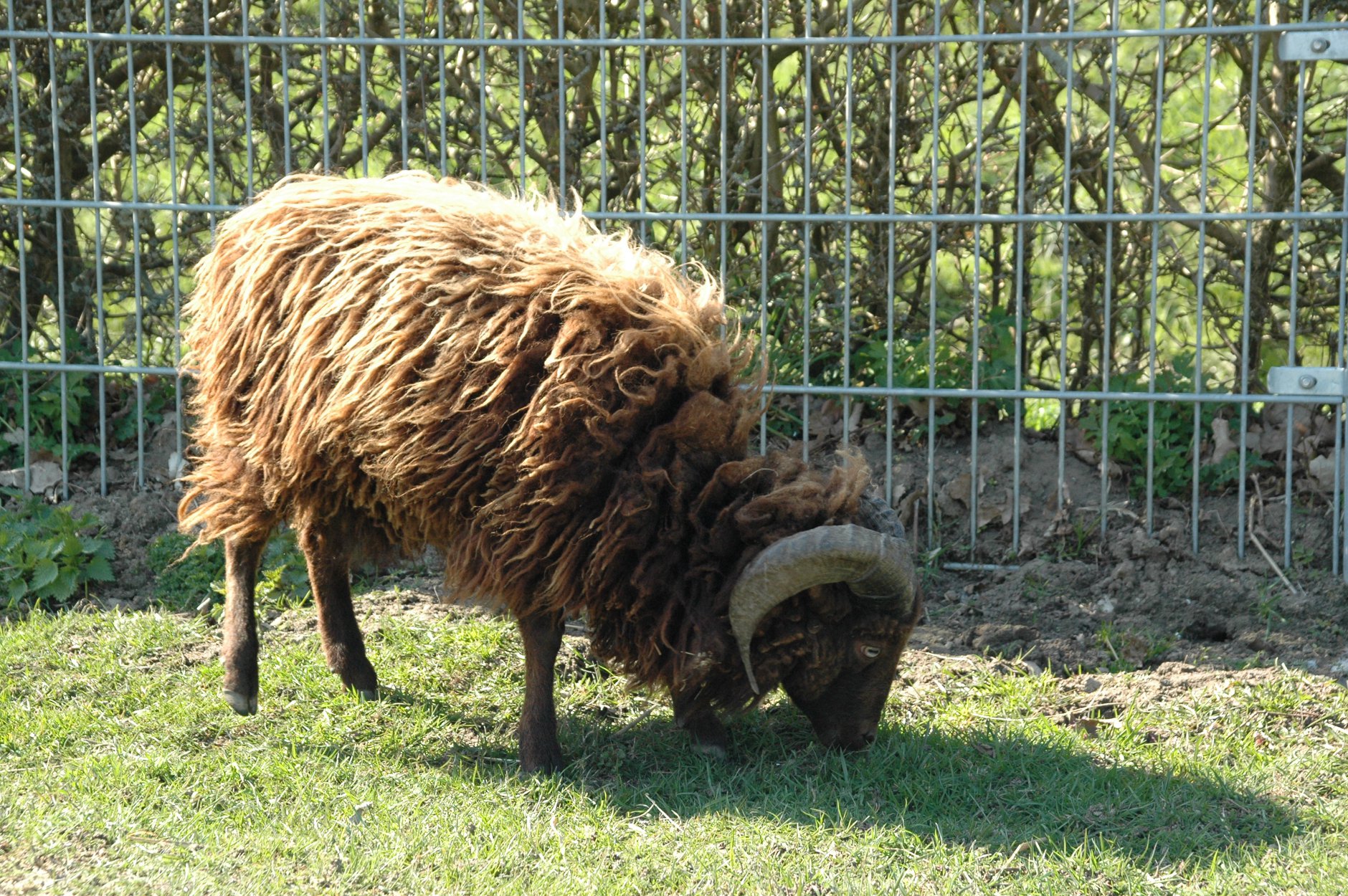 Twee schapen onthoofd op kinderboederij De Vijverhof in Olst » Salland ...