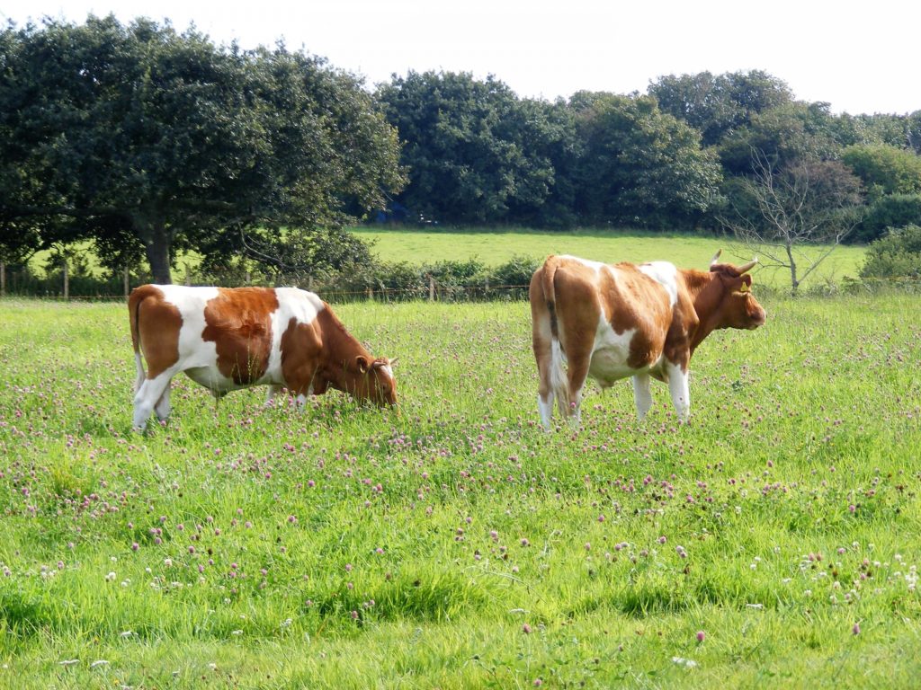 Meer koeien in de wei in Salland » Salland Centraal