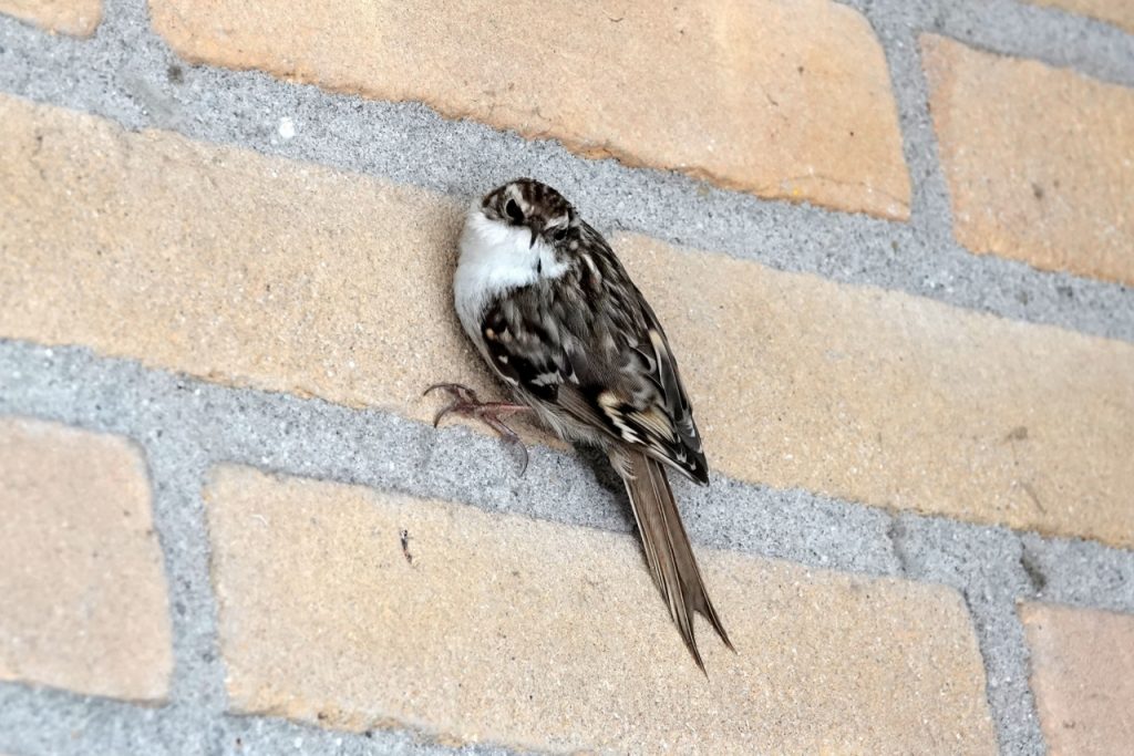 Natuurmomenten: Blij met een 'dooie' mus » Salland Centraal