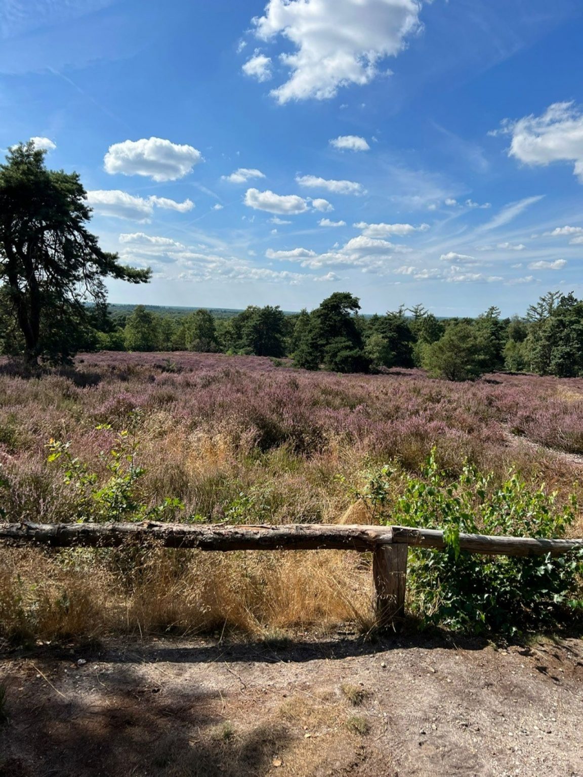 Jaarlijkse Heidemars Natuurmuseum Holterberg » Salland Centraal