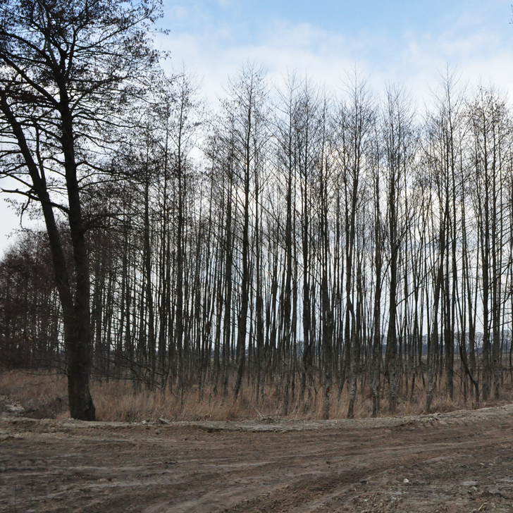 foto van de week kale bomen » Vechtdal Centraal