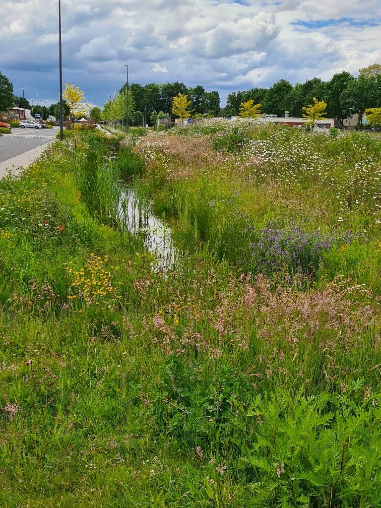 Gemeente Dalfsen goed op weg met ecologisch bermbeheer » Vechtdal Centraal