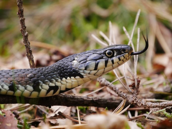 Lezing over ringslangen » Vechtdal Centraal
